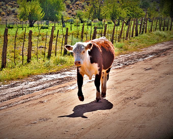 Even the local wildlife seems to appreciate Grafton's peaceful setting&mdash;this cow clearly knows the best scenic routes!