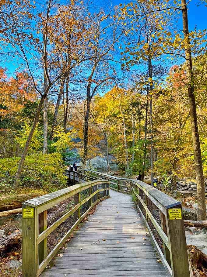 The boardwalk leads you deeper into autumn's masterpiece, where every step reveals another burst of color.