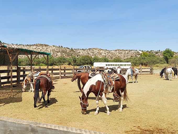 The horses are very much alive and well, despite what the park's unfortunate name might suggest to newcomers.
