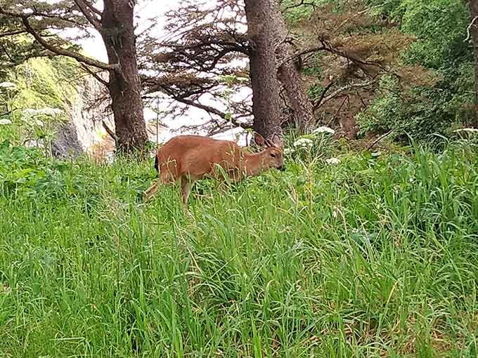 Local deer casually grazing along the trail, completely unbothered by hikers, living their best Pacific Northwest life.