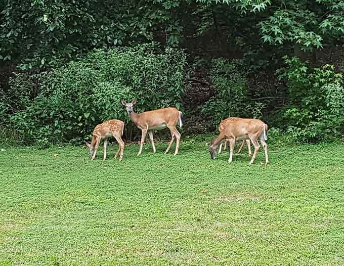Woodland residents on their daily commute. These white-tailed deer remind us that we're merely visitors in their leafy neighborhood.