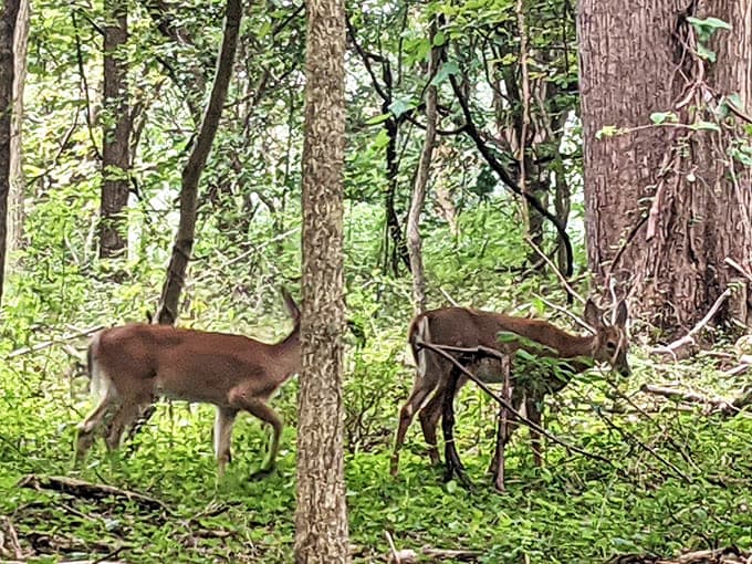 Woodland neighbors caught mid-snack &ndash; deer dining al fresco in their own exclusive forest restaurant.