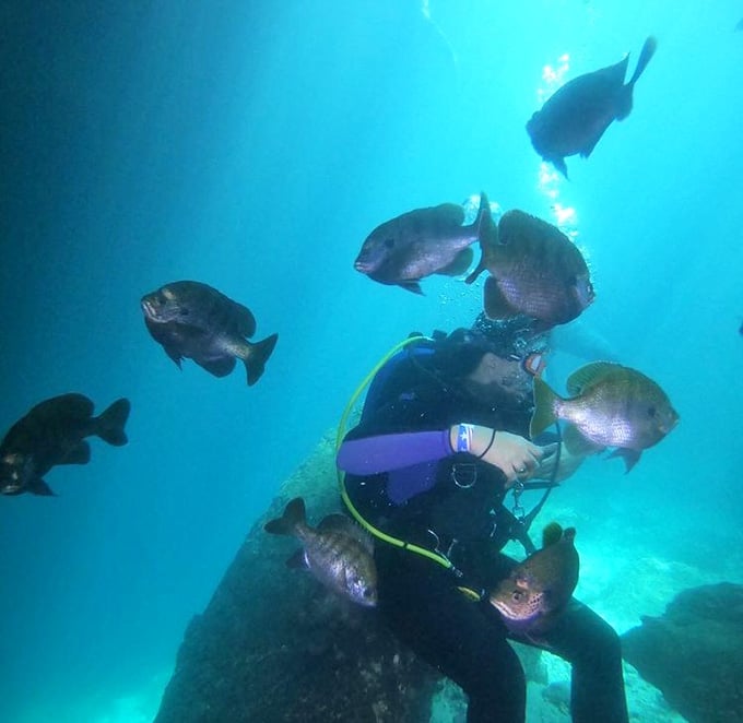 Even the fish seem impressed by their surroundings, casually swimming through water clearer than most people's life plans.