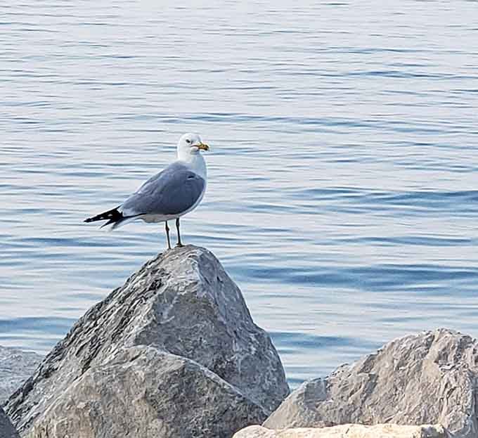 Even the local seagulls know a prime waterfront perch when they see one, showing off their real estate savvy.