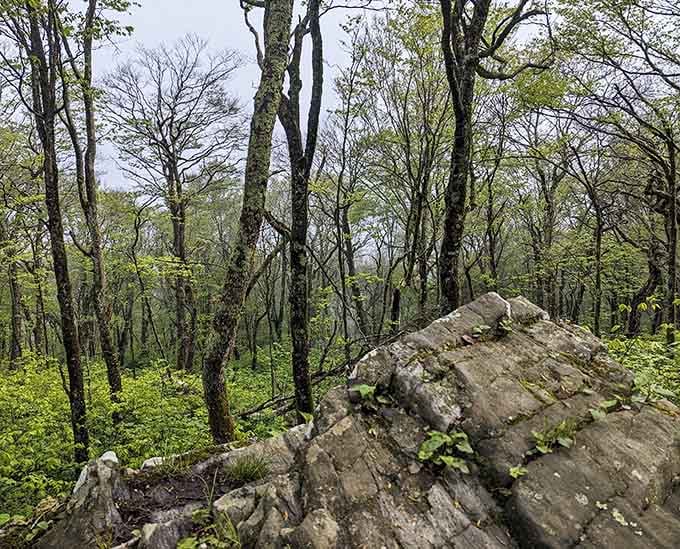 Bare trees in winter create a cathedral of branches reaching skyward in silent, elegant prayer.