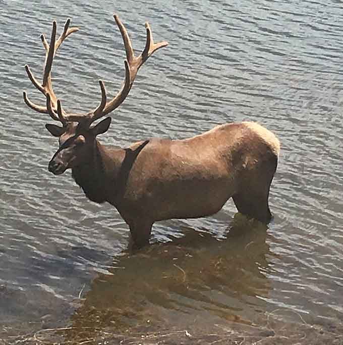 Excuse me, just passing through. When the local wildlife decides to cool off, even the most impressive human swimmers respectfully yield the right of way.