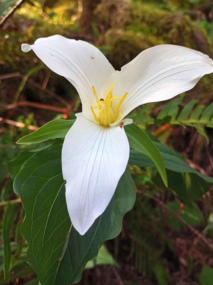 Even the wildflowers out here look like they're auditioning for a nature documentary about perfection.