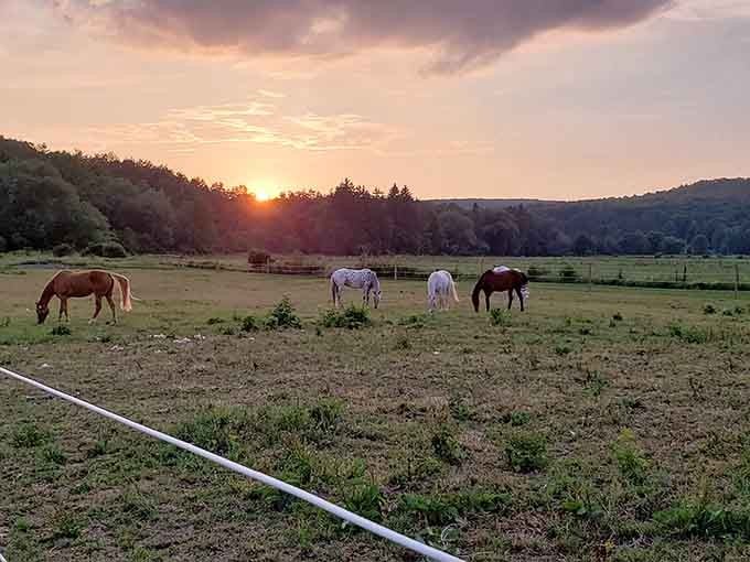 Sunset over pastures where even the horses seem to appreciate the view more than their dinner.