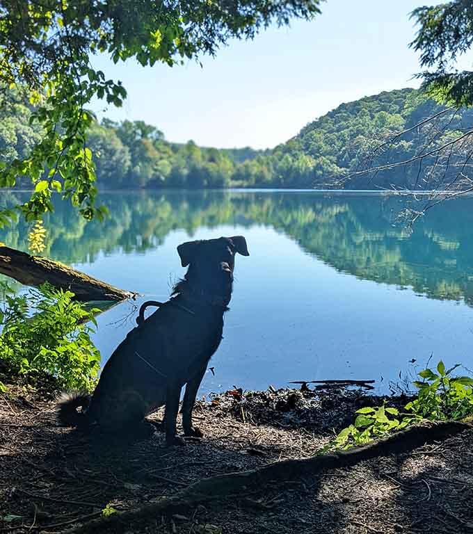 Even the four-legged visitors understand that this view deserves a moment of quiet contemplation and appreciation.