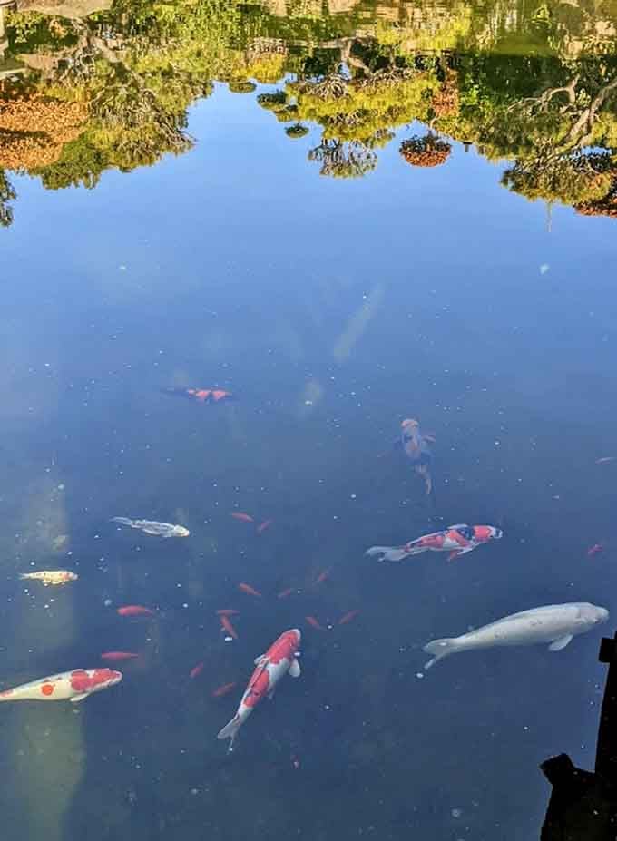The koi here swim like they own the place, which honestly, they kind of do at this point.