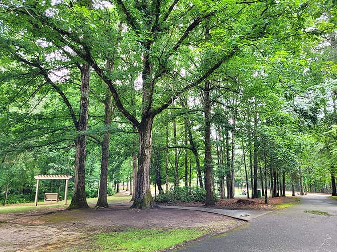 These towering trees create a natural canopy that provides shade, beauty, and that fresh forest air money can't buy.