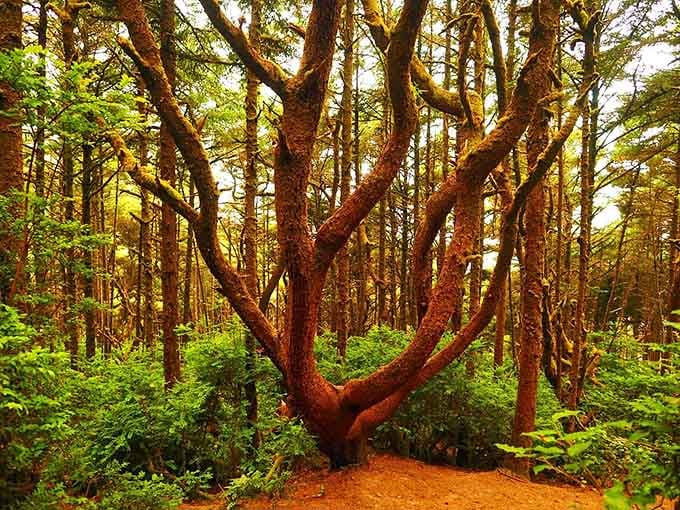 This tree decided normal growth patterns were boring and went full abstract art instead, bless its twisted heart.