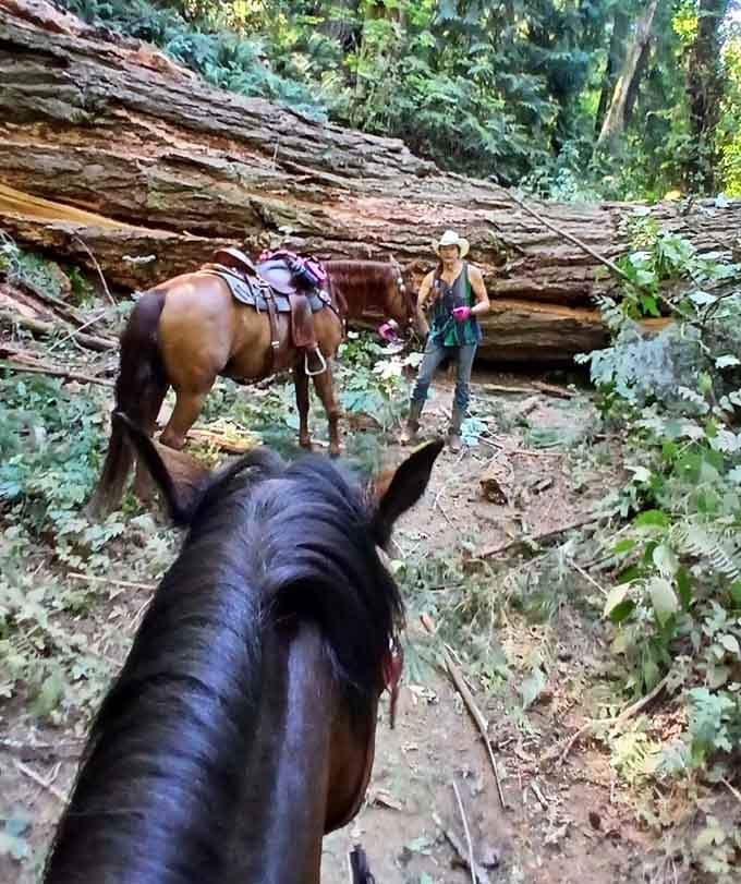 Horseback riding trails offer that rare perspective where the journey truly matters more than whatever Instagram-worthy destination awaits.