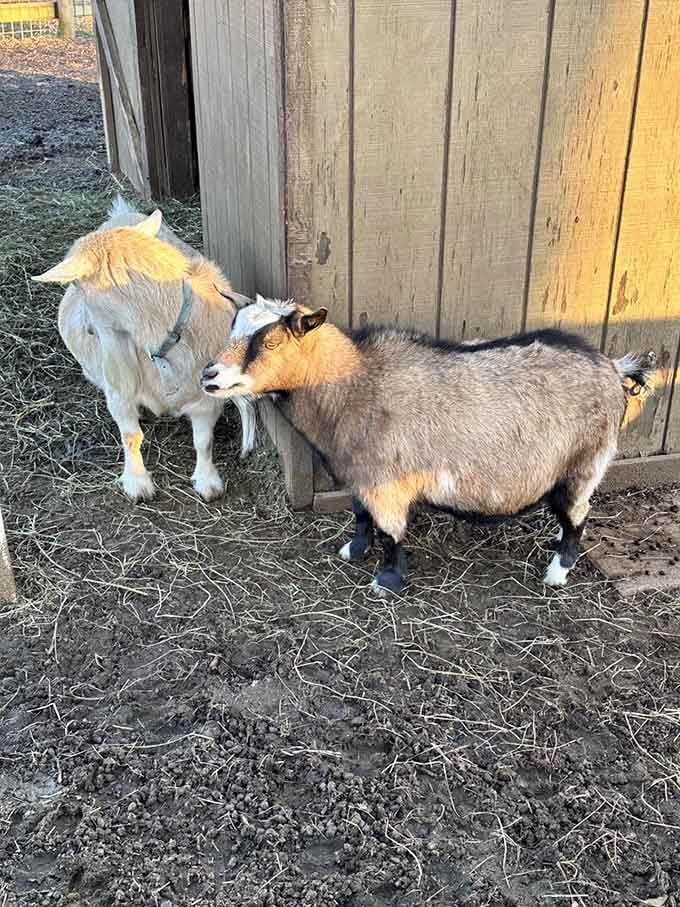 These friendly goats provide entertainment topside, because apparently someone decided caves needed adorable sidekicks.