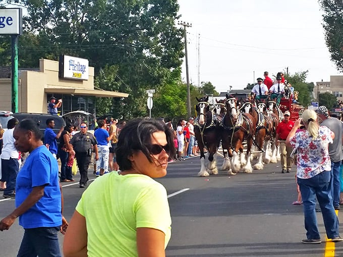 The International Rice Festival parade rolls through town with Clydesdales in tow &ndash; free entertainment that's worth more than its weight in grain.