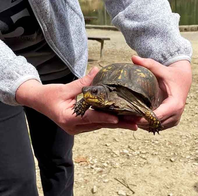 Box turtles are the park's unofficial greeters, moving at a pace that reminds you to slow down too.