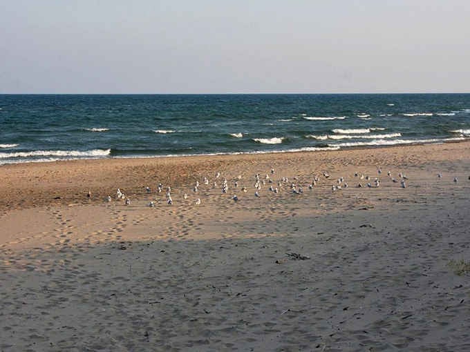 Even the seagulls know this beach is special, gathering for their own lakeside convention on the shore.