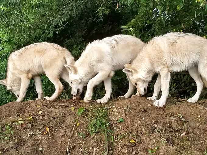 These magnificent creatures at Wolf Sanctuary of PA remind us that nature still holds a few surprises.