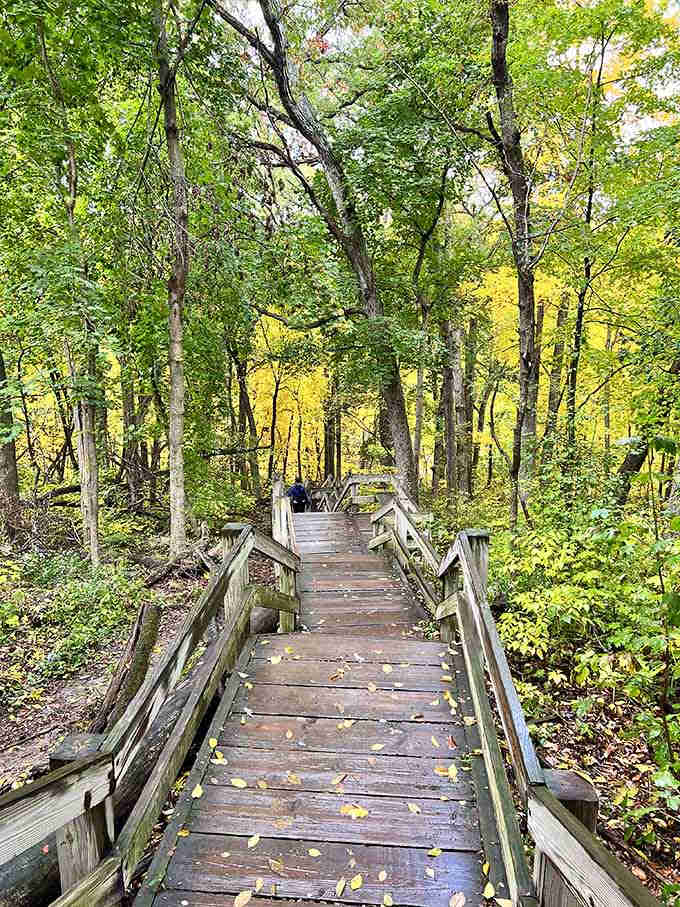 These wooden walkways lead you deeper into the forest like a choose-your-own-adventure book come to life.