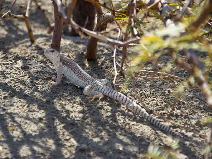 A zebra-tailed lizard strikes a pose, showing off the desert fashion that's kept these creatures thriving for millennia.
