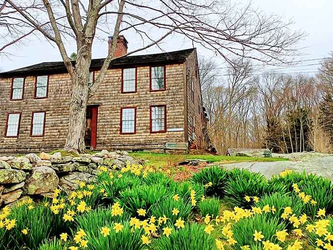 The Denison Homestead surrounded by spring daffodils, where history blooms alongside the flowers beautifully.
