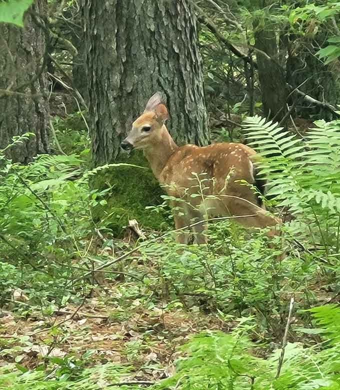 A young deer pausing in the ferns—wildlife encounters that make you feel like a National Geographic photographer.