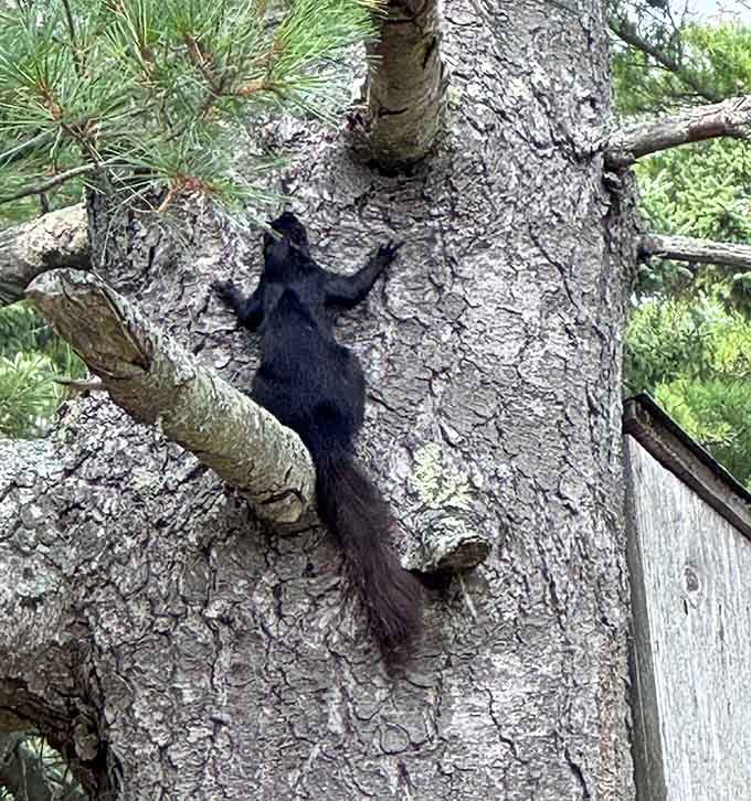 Even the local wildlife knows this place is special enough to stop and pose occasionally.