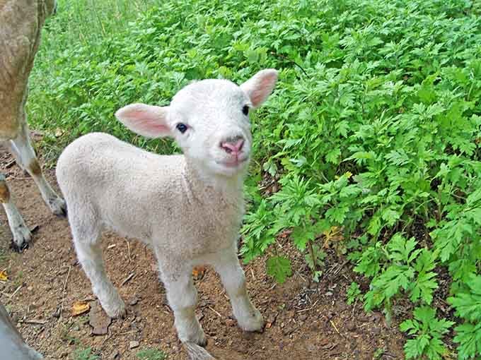 This little lamb is basically the village's unofficial mascot and knows it, working those adorable angles like a professional.
