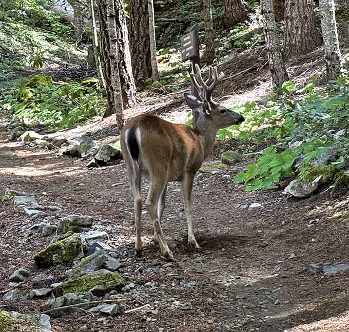The local wildlife isn't shy about making appearances, adding an extra dose of magic to your mountain adventure.