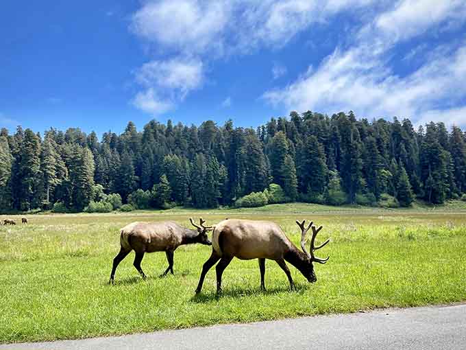Roosevelt elk casually grazing like they're not the size of a compact car. Just another Tuesday in paradise.