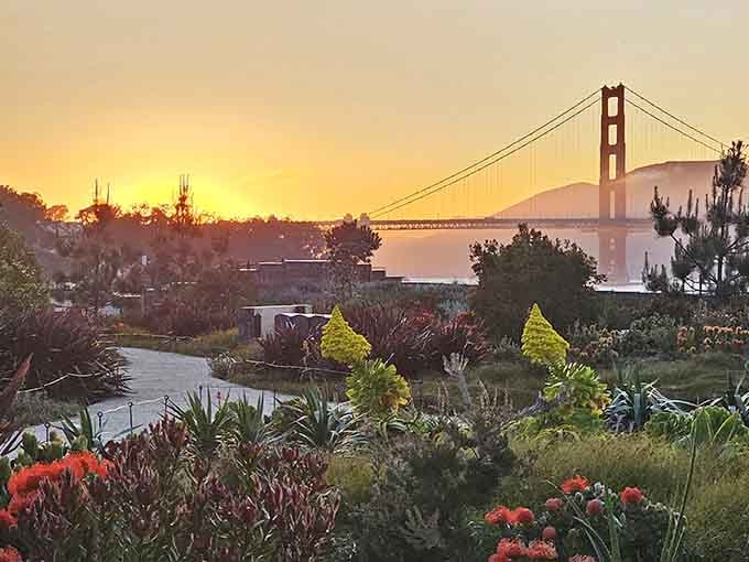 When sunset hits the bridge from Presidio Tunnel Tops, even your phone camera becomes an accidental professional photographer.