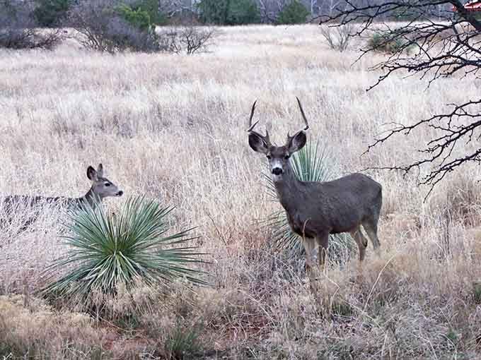 Mule deer roam the park like they own the place, which technically they do, making us the guests in their backyard.