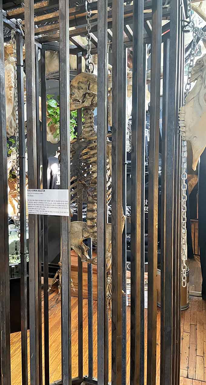 Real human skeletons behind bars create an atmosphere that's equal parts science museum and beautifully macabre art installation.