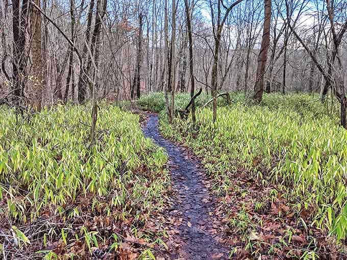 This trail through spring greenery looks like the beginning of every adventure movie, but with significantly less danger.