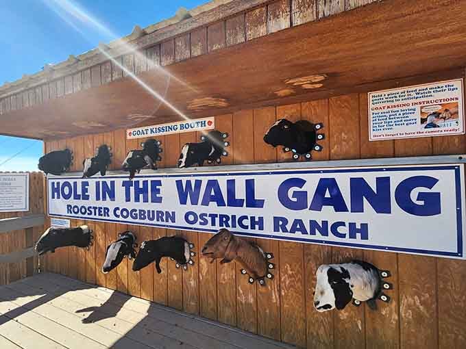 The Goat Kissing Booth proves that sometimes the best attractions are the ones you never saw coming.