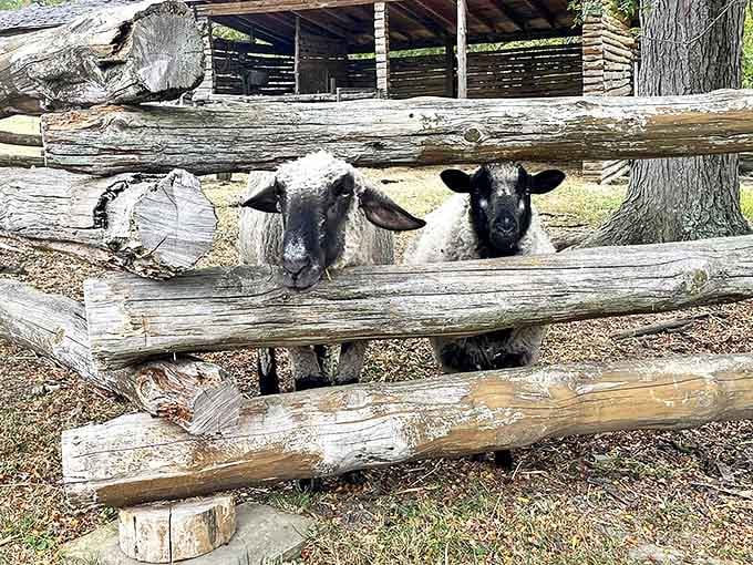 These wooly residents don't just provide photo ops&mdash;they're living history lessons about the textiles that kept settlers warm before fleece jackets existed.