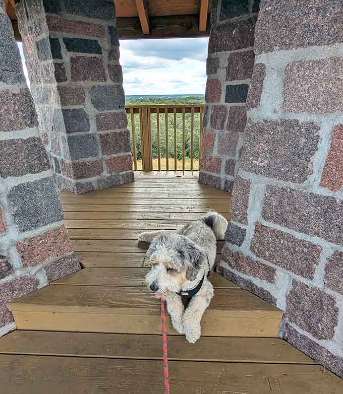 Even four-legged visitors appreciate the stone tower's architectural charm and the promise of panoramic views ahead.