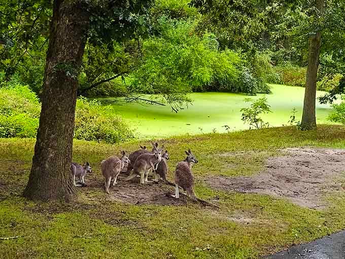 Kangaroos hopping around under the trees, bringing a little slice of Australia to the Garden State.