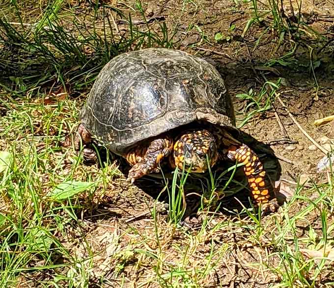 This little guy's been crossing these trails longer than most of us have been complaining about our commutes.