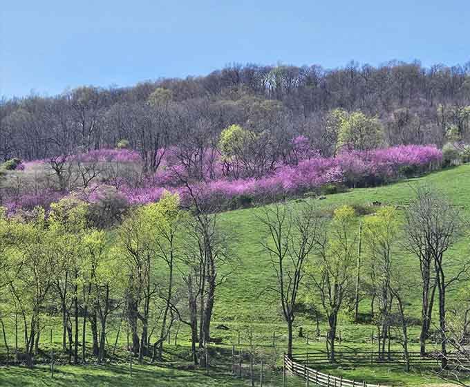 Spring blooms painting the hillsides in colors that would make Monet jealous.