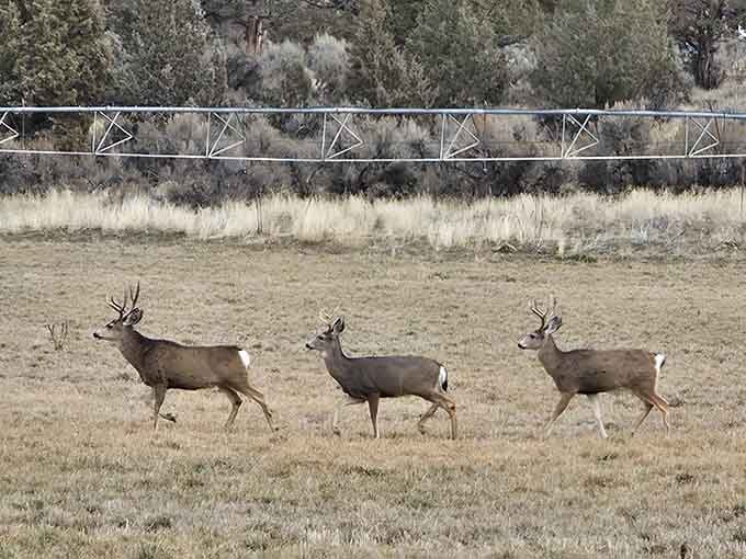 Mule deer strolling through like they own the place, which honestly, they kind of do in this wilderness paradise.