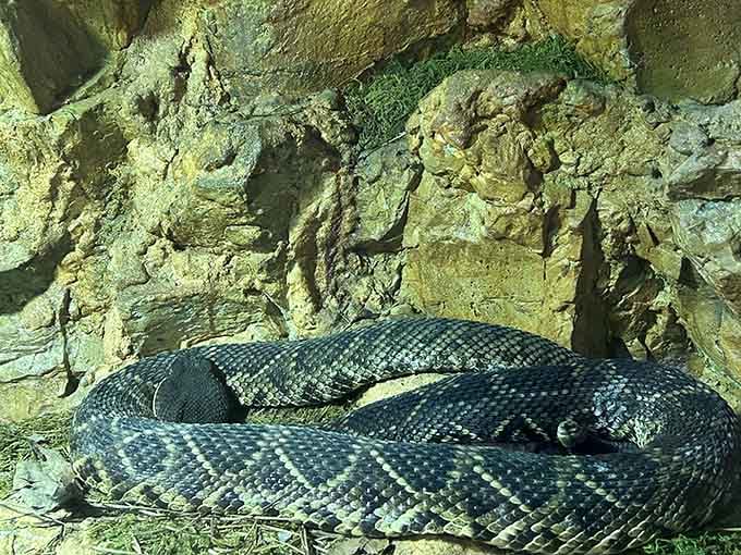 Meet one of Mississippi's scaly residents in a safe museum setting. This impressive snake reminds us why it's better to appreciate wildlife from behind glass!