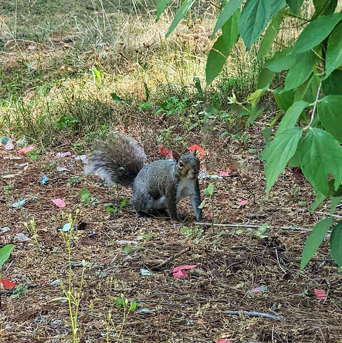 This squirrel looks like he's practicing his TED Talk on "The Art of Acorn Investment Strategies." The bushy tail adds authority to his presentation.