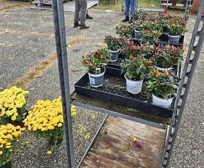 Even flea markets need a little life, because nothing says "I found a great deal" like fresh flowers to celebrate.