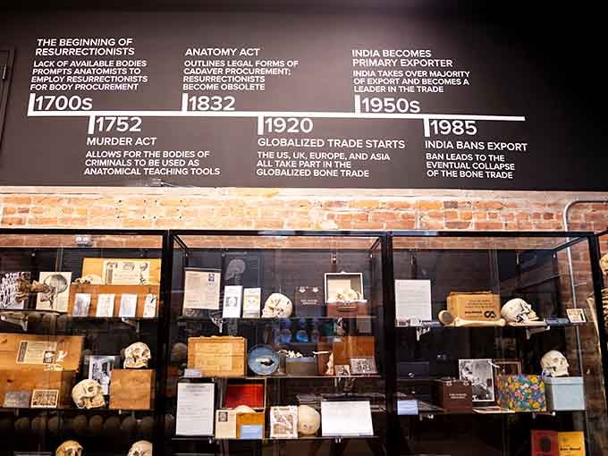 A timeline of bone trade history spans centuries, revealing the surprisingly complex journey of anatomical specimens through time.