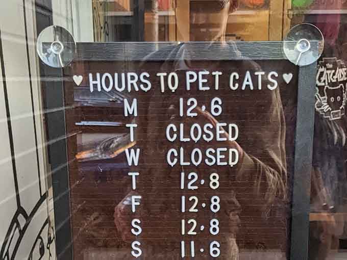 The hours are posted clearly because cats run on schedules, and they're not flexible about their meet-and-greet times.