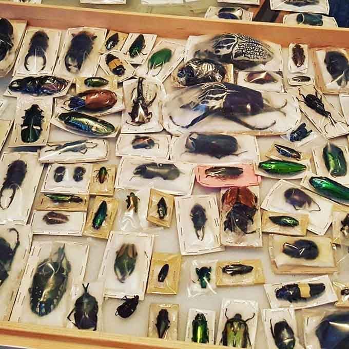 Iridescent beetles gleam like jewels, each one a tiny masterpiece of evolution's most creative and colorful design work.
