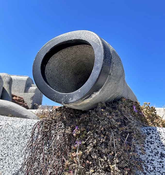 Put your ear close to these pipes and hear the bay's whispered secrets, gurgling stories, and aquatic melodies.