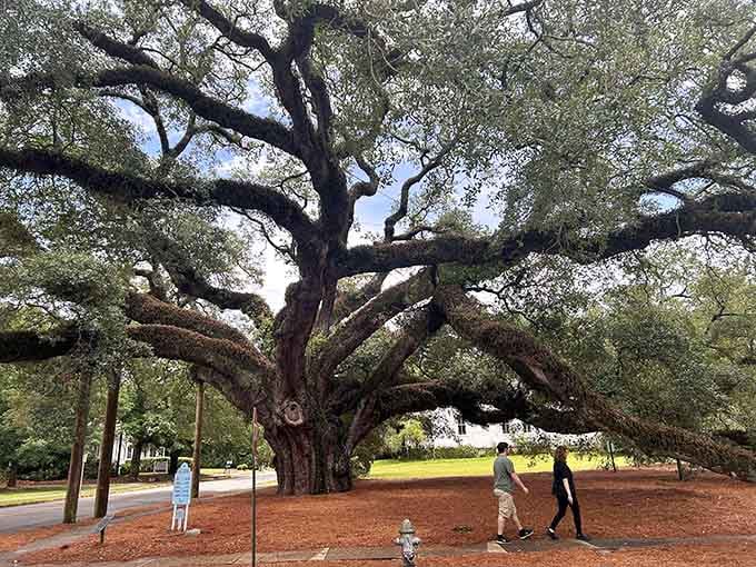 The Big Oak commands respect like a celebrity who actually earned it through centuries of just being magnificent.