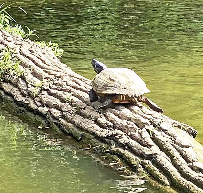 This sunbathing turtle has clearly found the best real estate in Tennessee&mdash;a waterfront log with panoramic river views and excellent bug-catching opportunities.